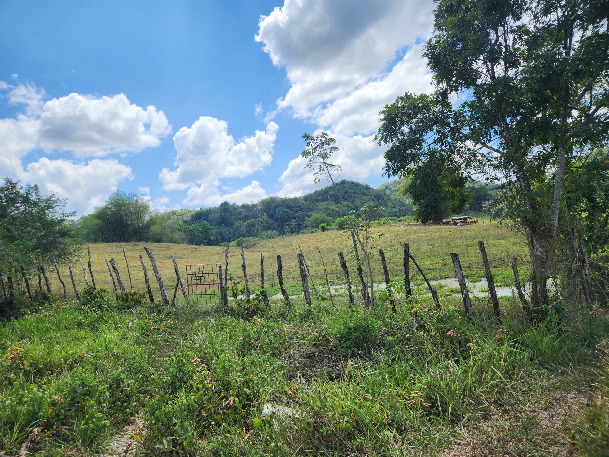 LAND PART OF VAUXHALL, MAGGOTTY, ST. ELIZABETH - Scott's Realty Limited ...